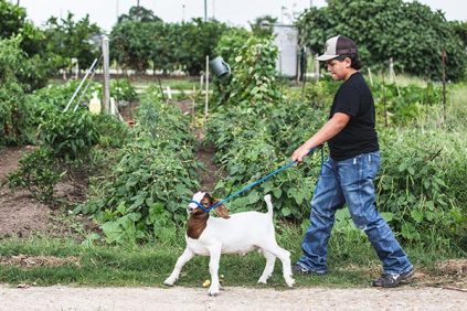 Introduction to 4-H Goats - Cooperative Extension: 4-H - University of ...