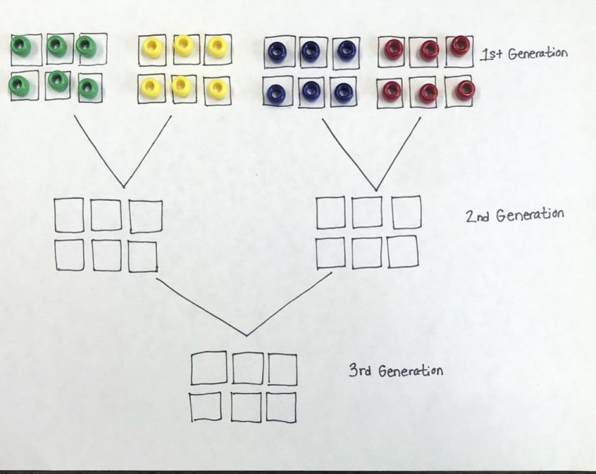 Activity 7: DNA - Cooperative Extension: 4-H - University of Maine ...