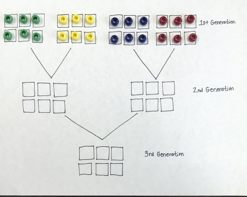 Activity 7: DNA - Cooperative Extension: 4-H - University of Maine ...