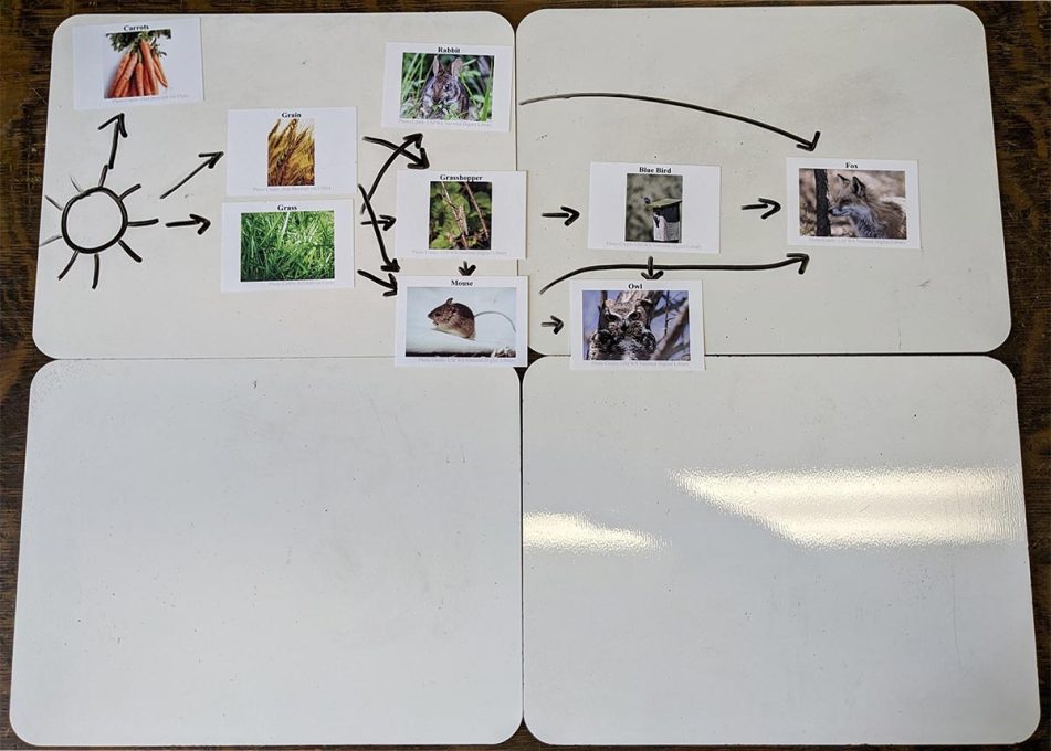 Activity 1: What is an Ecosystem, and What is a Food Web? - Cooperative ...