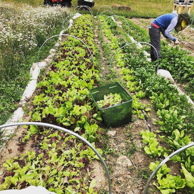 Farming for the Long Term - Maine AgrAbility - University of Maine ...
