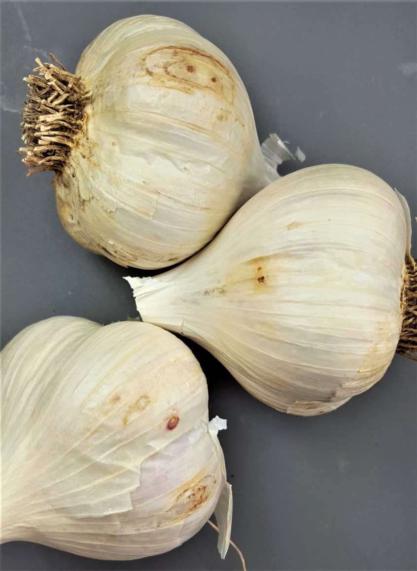 Maine Garlic Pest Field Notebook - Cooperative Extension: Agriculture ...