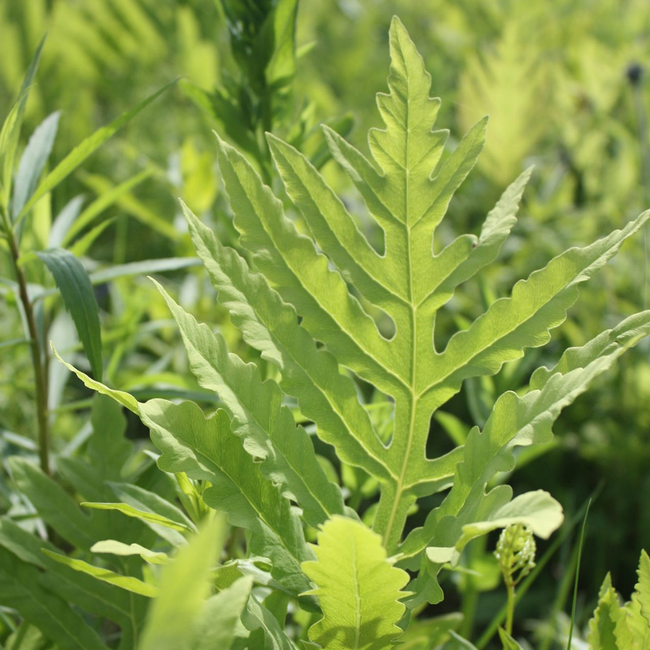 Herbaceous Broadleaf Weeds: Ferns - Cooperative Extension: Maine Wild ...