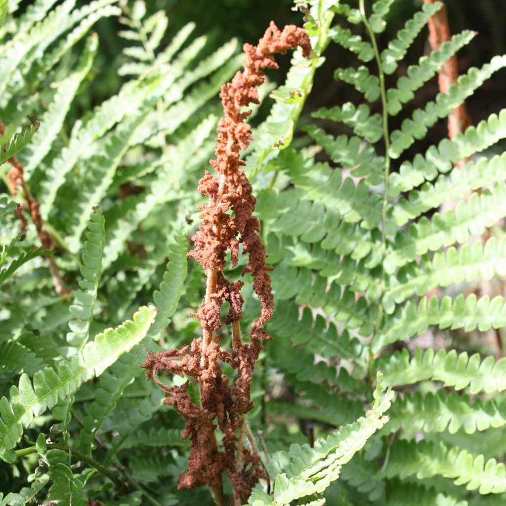 Herbaceous Broadleaf Weeds: Ferns - Cooperative Extension: Maine Wild ...