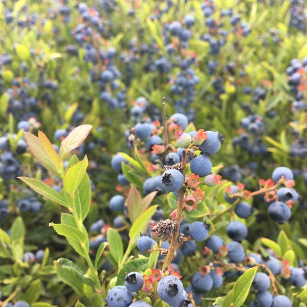 Wild Blueberry Newsletters - Cooperative Extension: Maine Wild ...
