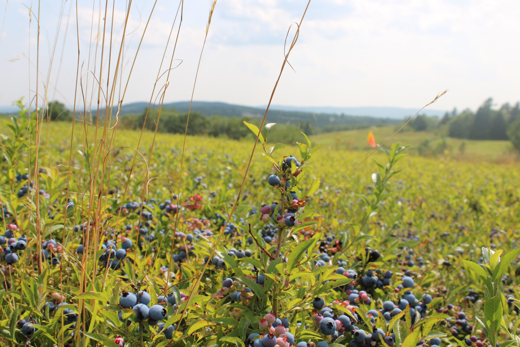 Research for a Changing Industry: Learn About the Challenges Growers ...