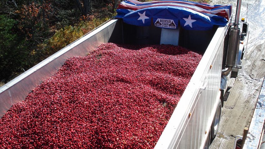 Home - Cooperative Extension: Cranberries - University of Maine Cooperative Extension