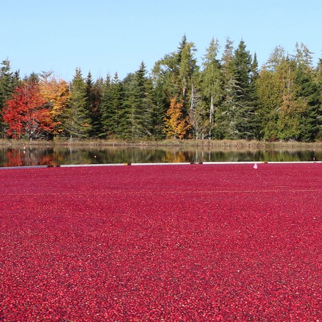 Grower Services - Cooperative Extension: Cranberries - University of Maine Cooperative Extension