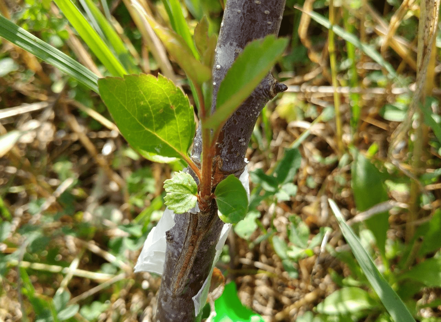 Apple Tree Grafting Workshop - Cooperative Extension in Franklin County ...