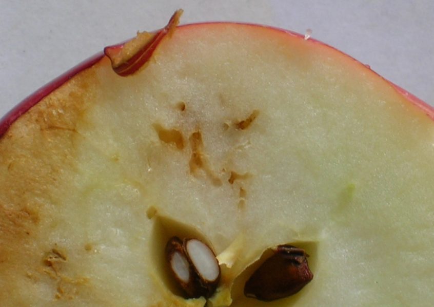 Insect Pests - Cooperative Extension: Tree Fruits - University of Maine ...