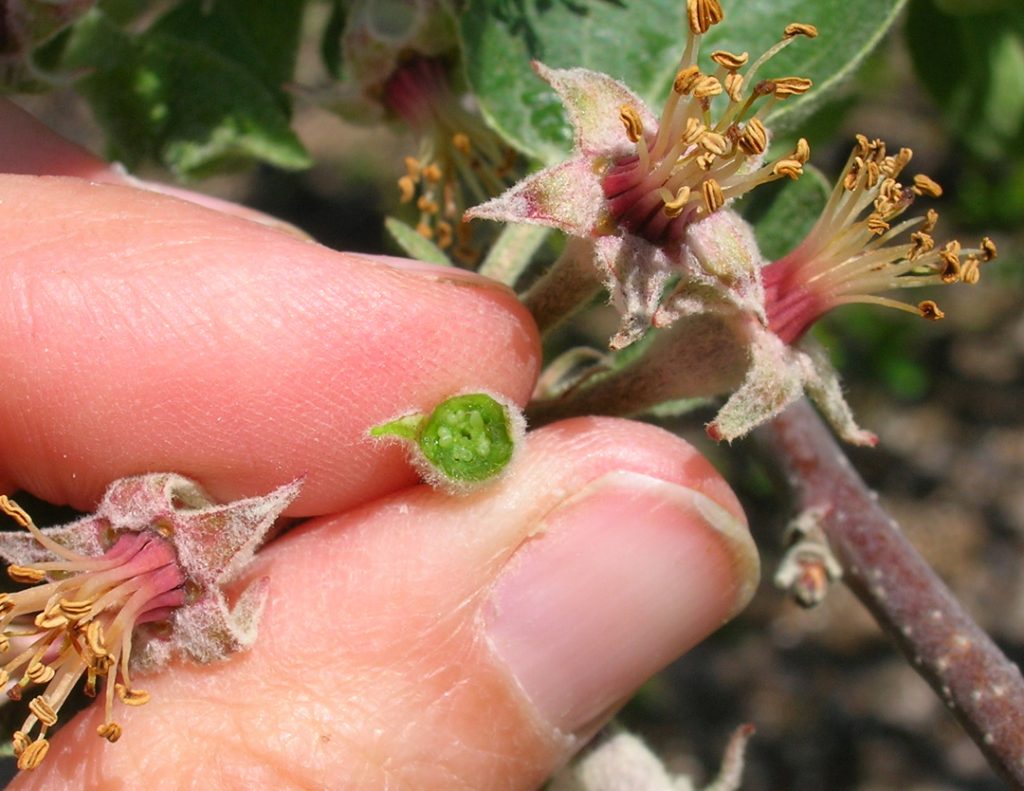 Lack of Fruitfulness - Cooperative Extension: Tree Fruits - University ...