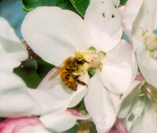 Spraying - Cooperative Extension: Tree Fruits - University of Maine ...
