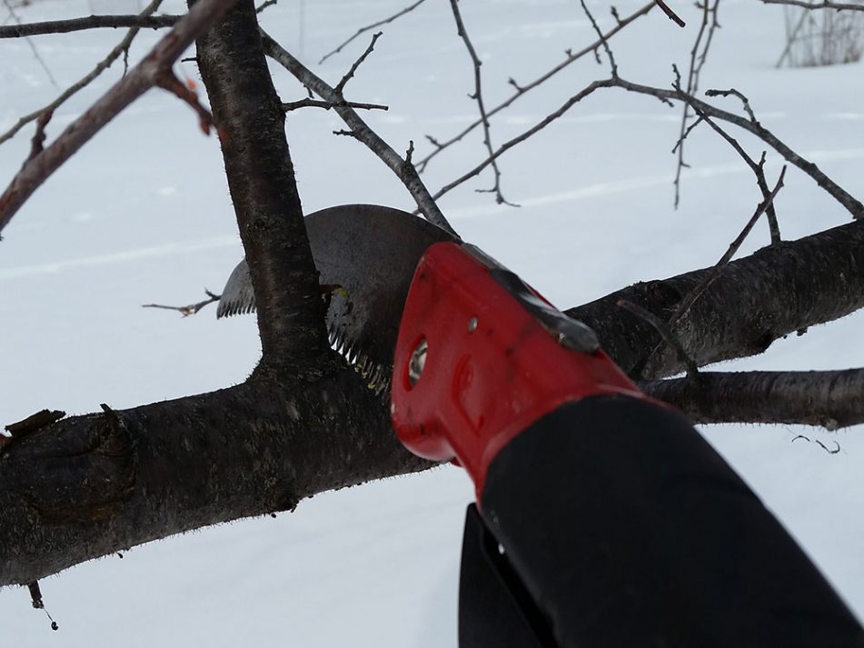Pruning - Cooperative Extension: Tree Fruits - University of Maine ...