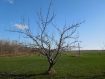 Pruning - Cooperative Extension: Tree Fruits - University of Maine ...