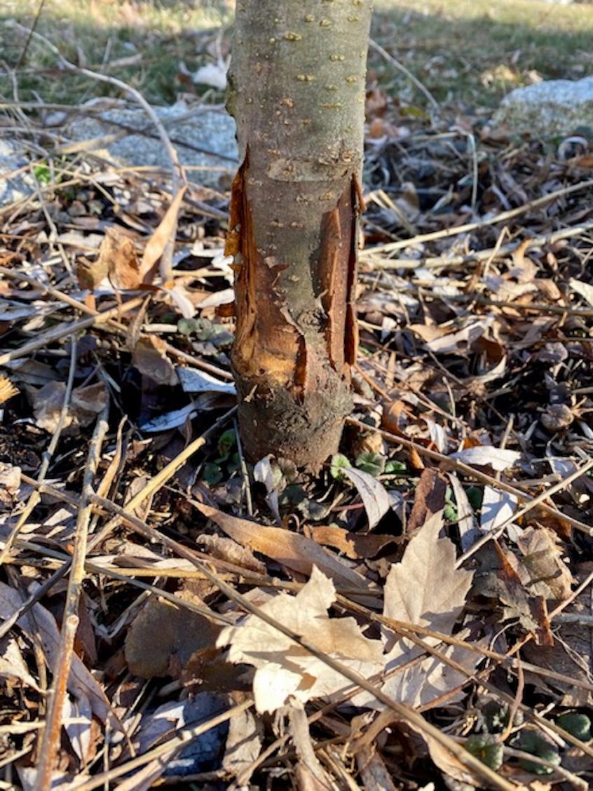 What is causing the rot-like damage on my apple tree? - Cooperative ...