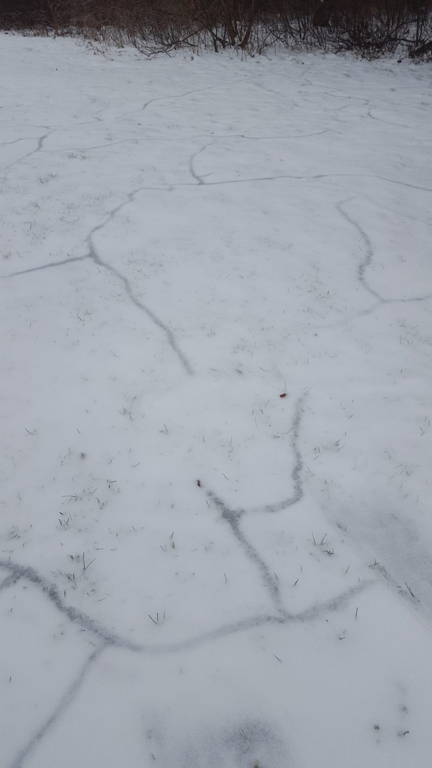 Maine Home Garden News - January 2022 - Cooperative Extension: Garden ...