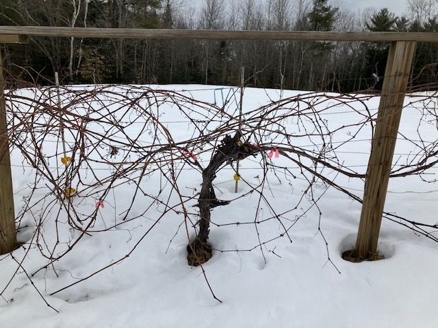 What is some preseason advice for grape vines? - Cooperative Extension ...