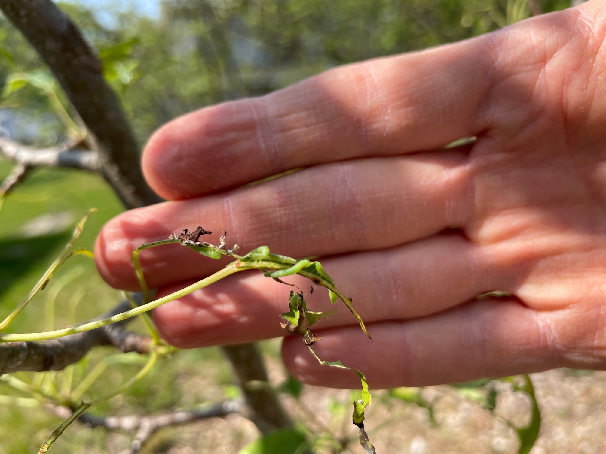 What insect has defoliated my fruit trees and how do I manage them ...
