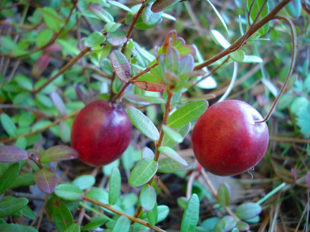 Maine Home Garden News, October 2023 - Cooperative Extension: Garden and Yard - University of ...