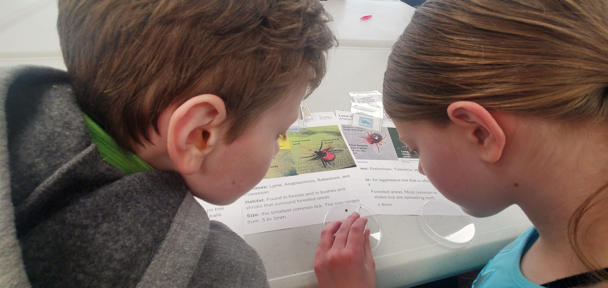 Volunteer for the 4-H Tick Project - Cooperative Extension in Hancock ...