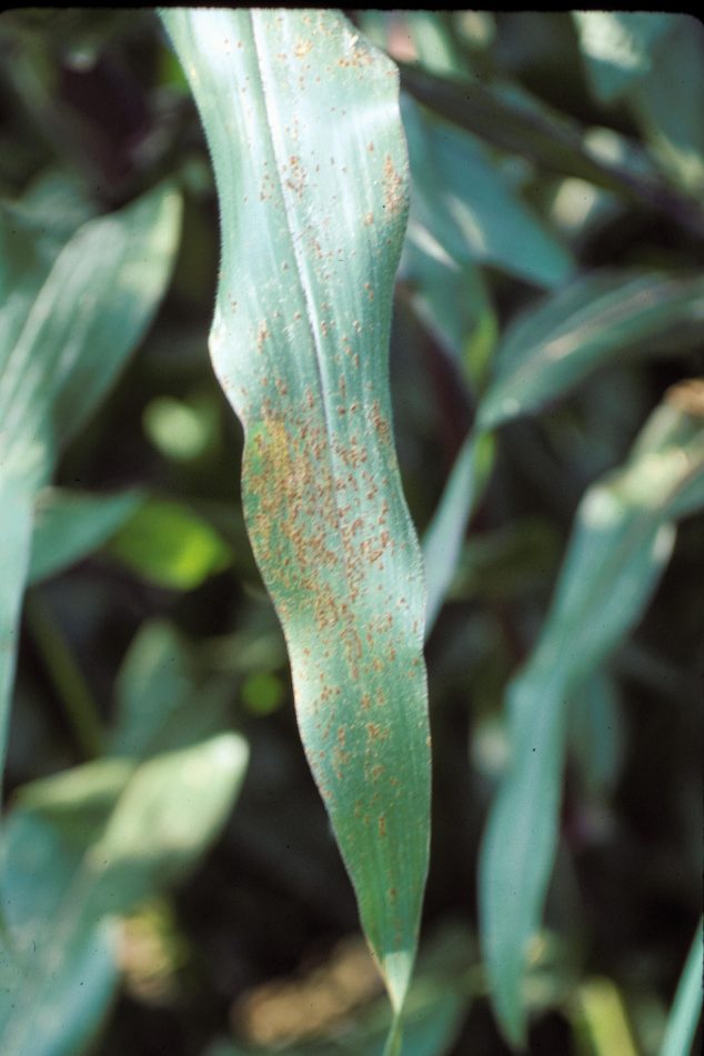 Sweet Corn IPM Newsletter No. 10 - September 1, 2023 - Cooperative ...