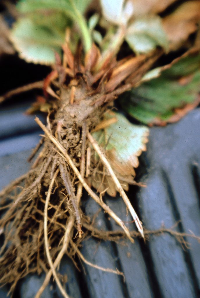 Strawberry IPM Newsletter No. 3 - May 26, 2023 - Cooperative Extension ...