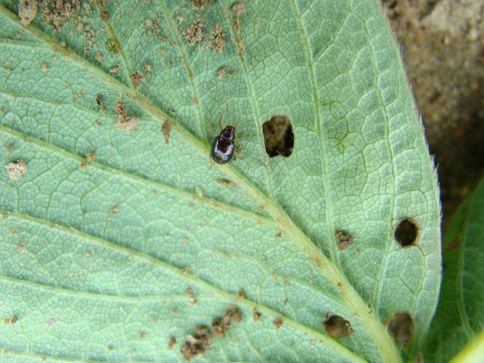 Strawberry IPM Newsletter No. 6 - July 11, 2022 - Cooperative Extension ...