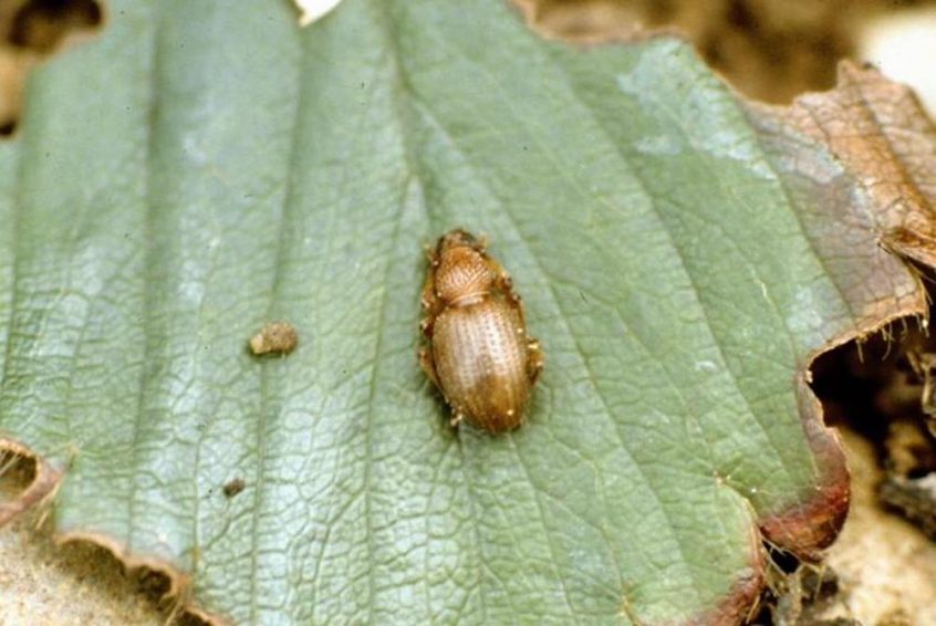 Strawberry IPM Newsletter No. 4 - June 10, 2022 - Cooperative Extension ...