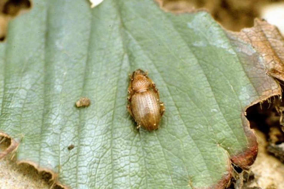 Strawberry IPM Newsletter No. 4 - June 10, 2022 - Cooperative Extension ...