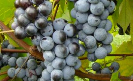 Grape - Cooperative Extension at Highmoor Farm - University of Maine ...