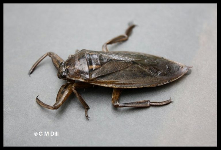 Giant Water Bug - Home and Garden IPM from Cooperative Extension ...