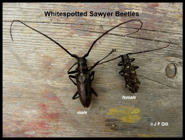 Sawyer Beetles - Home and Garden IPM from Cooperative Extension ...