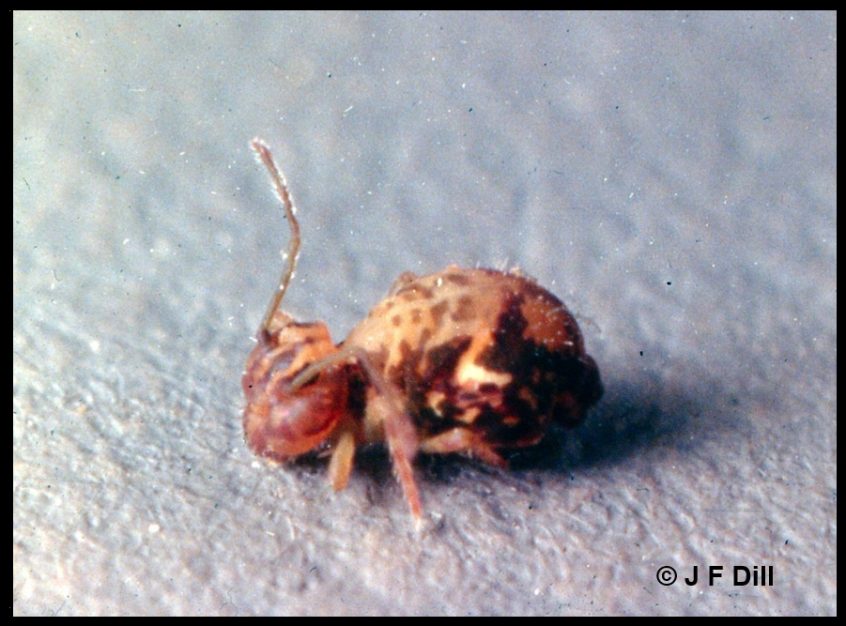 Springtails - Home and Garden IPM from Cooperative Extension ...