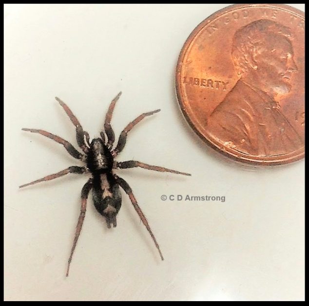 Spiders - Home and Garden IPM from Cooperative Extension - University ...