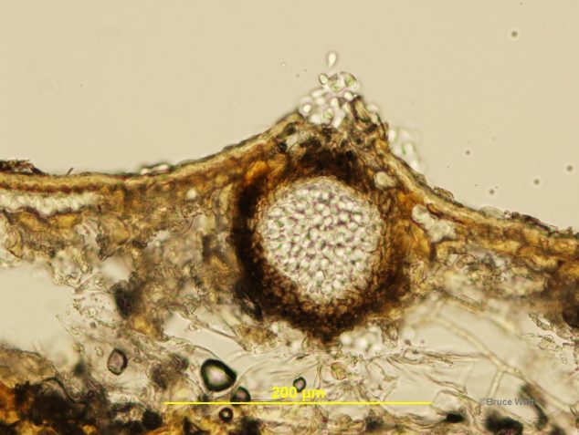 Arborvitae - Phyllosticta - Cooperative Extension: Insect Pests, Ticks ...