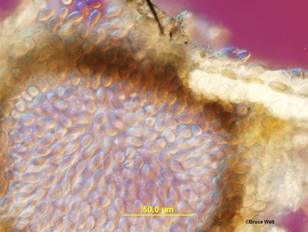 Arborvitae - Phyllosticta - Cooperative Extension: Insect Pests, Ticks ...