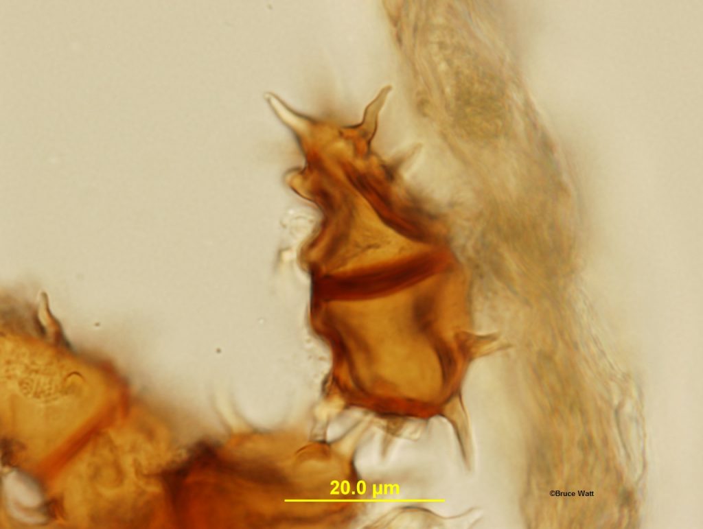 Mayapple - Rust - Cooperative Extension: Insect Pests, Ticks and Plant ...