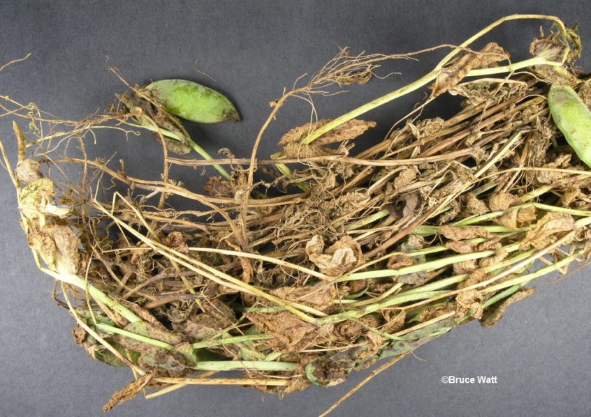 Pea - Mycosphaerella Blight - Cooperative Extension: Insect Pests ...