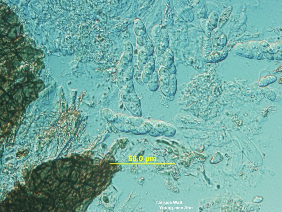 Pea - Mycosphaerella Blight - Cooperative Extension: Insect Pests ...