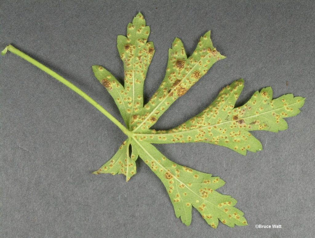 Mallow - Rust - Cooperative Extension: Insect Pests, Ticks and Plant ...