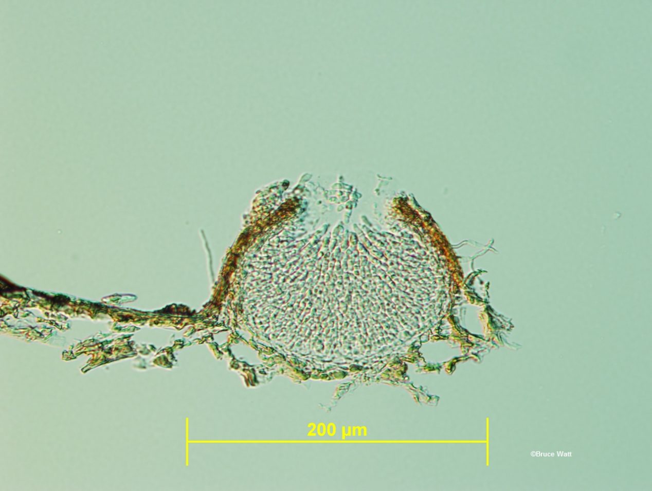 Pea - Ascochyta Leaf and Pod Spot - Cooperative Extension: Insect Pests ...