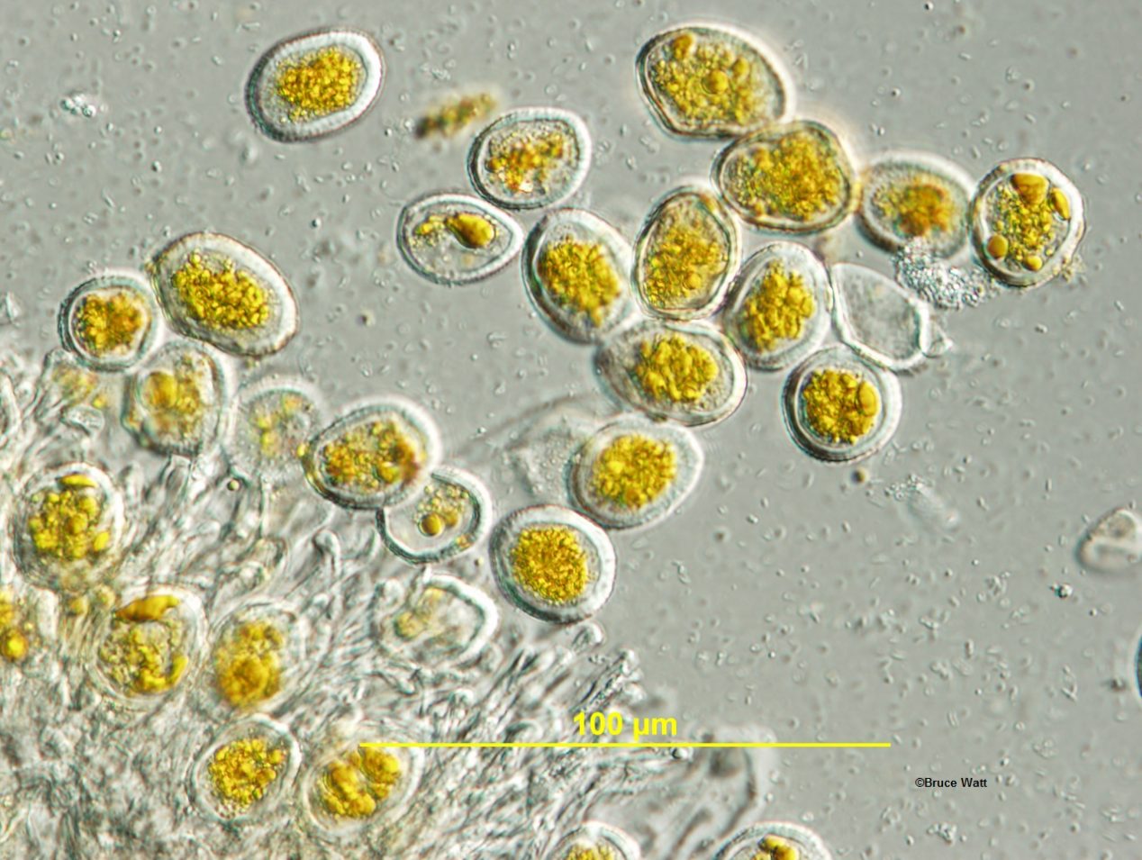 Garlic - Allium Rust - Cooperative Extension: Insect Pests, Ticks and ...