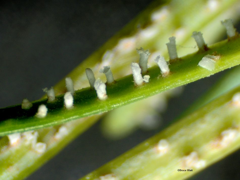 Fir-Fern - Rust - Cooperative Extension: Insect Pests, Ticks and Plant ...