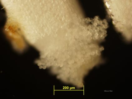 Fir-Fern - Rust - Cooperative Extension: Insect Pests, Ticks and Plant ...