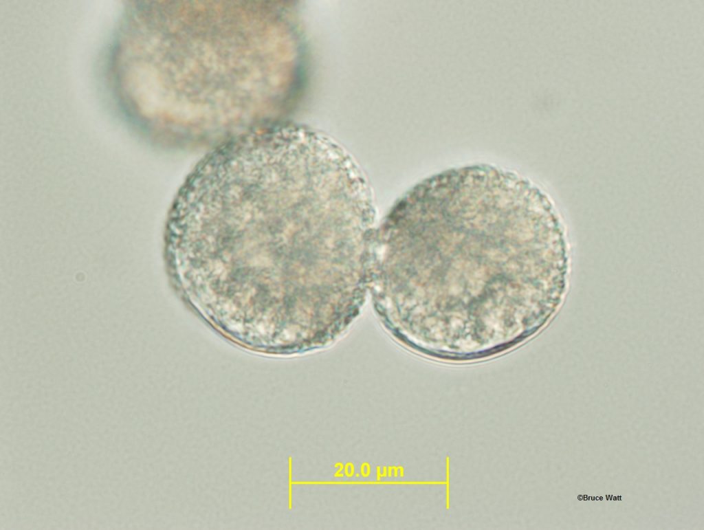 Fir-Fern - Rust - Cooperative Extension: Insect Pests, Ticks and Plant ...