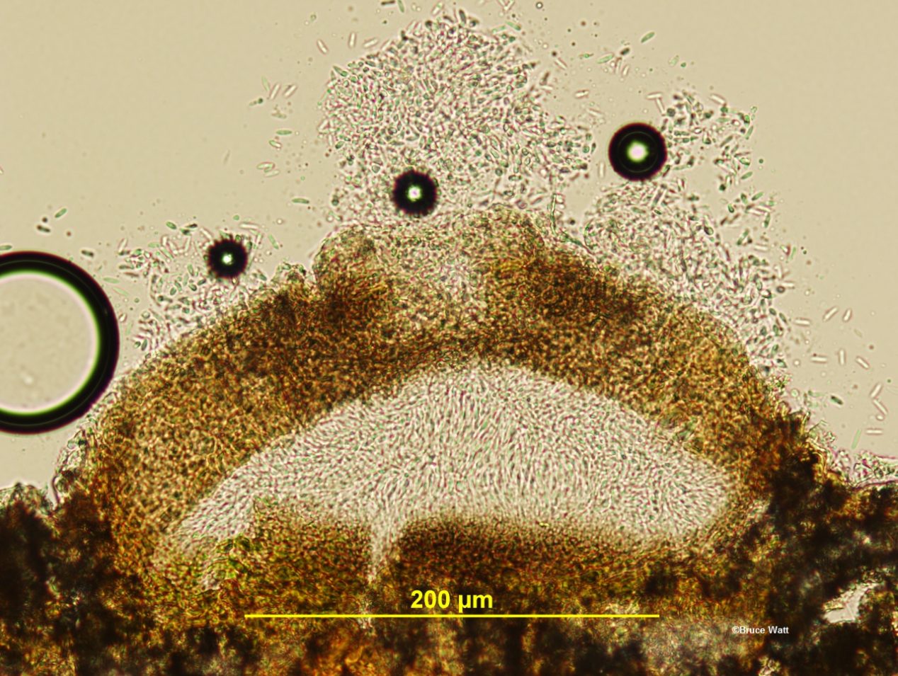 Juniper - Phomopsis Blight - Cooperative Extension: Insect Pests, Ticks ...