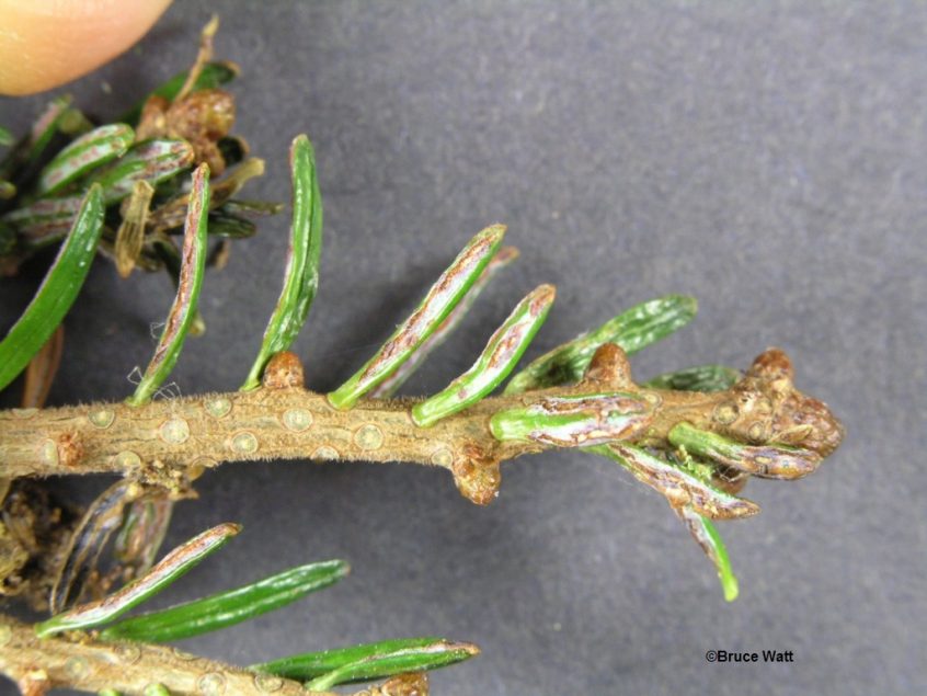 Fir - Broom Rust - Cooperative Extension: Insect Pests, Ticks and Plant ...