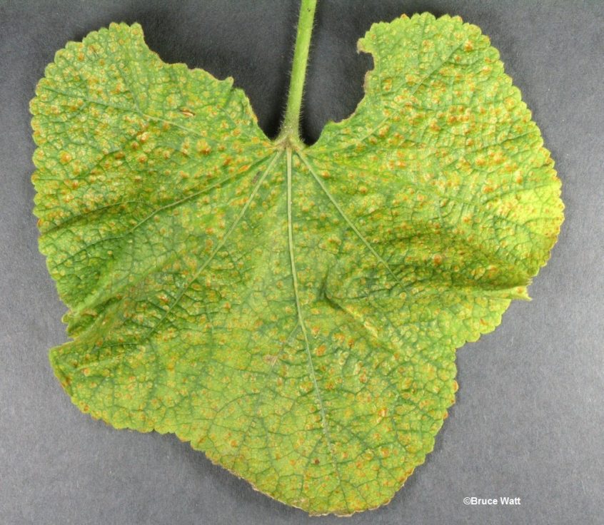 Hollyhocks - Rust - Cooperative Extension: Insect Pests, Ticks and ...