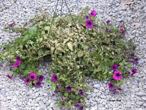 Petunia - Low pH, High Soluble Salt Damage - Cooperative Extension ...