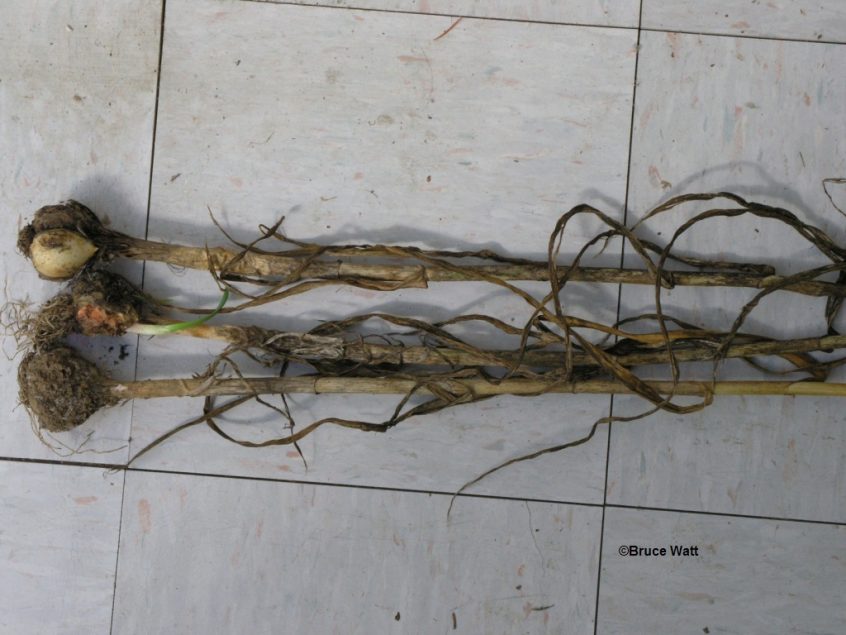 Garlic - White Rot 1 - Cooperative Extension: Insect Pests, Ticks and ...